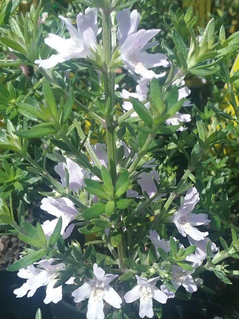 Westringia fruticosa (native rosemary) in 75mm Supergro Tube – Trigg Plants