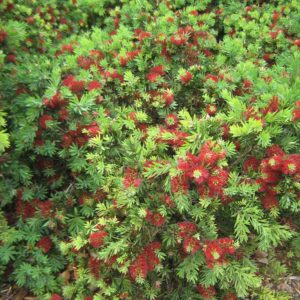 Callistemon – Trigg Plants
