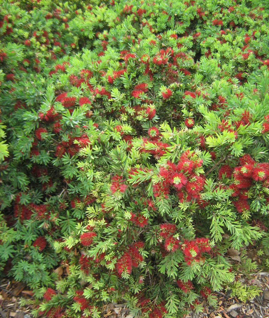 Callistemon – Trigg Plants