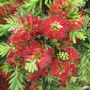 Callistemon – Trigg Plants