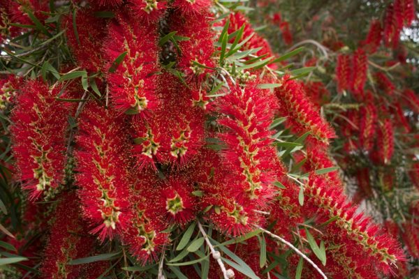 Callistemon – Trigg Plants