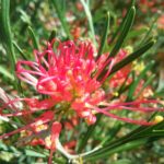 Grevillea Coconut Ice in 50mm Forestry Tube – Trigg Plants