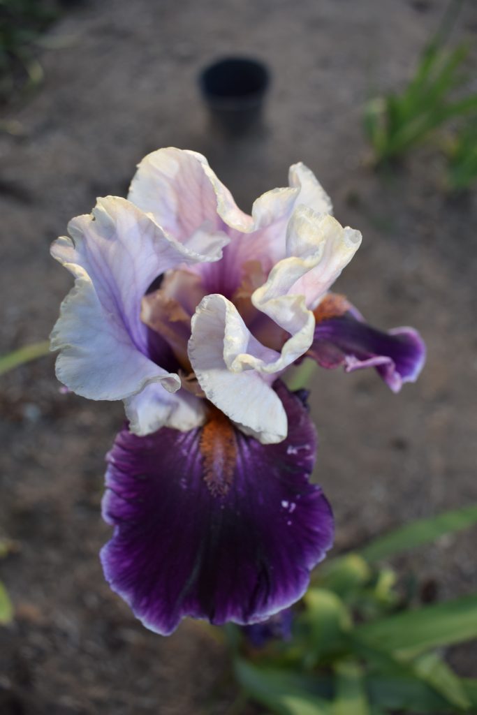 Tall Bearded Iris PARIS OPTION (bare rooted rhizome) – Trigg Plants