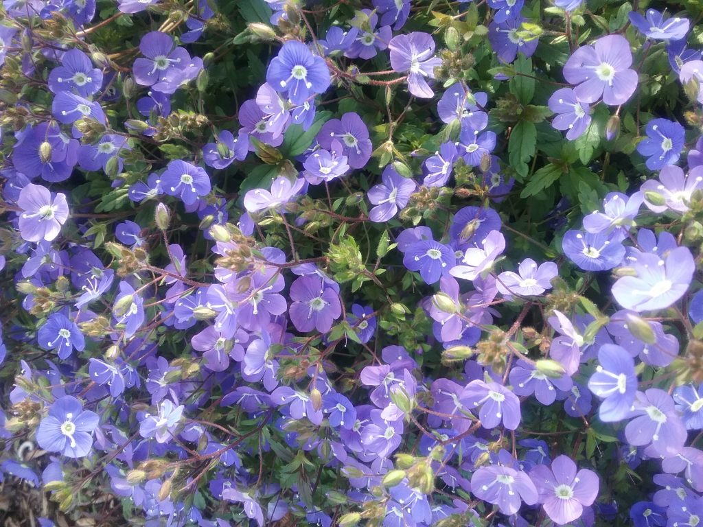 Veronica Georgia Blue (BARE ROOTED) – Trigg Plants