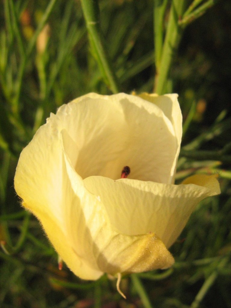 Alyogyne huegelii pink in 68mm Super Tube – Trigg Plants