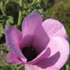 Alyogyne huegelii pink in 75mm Supergro Tube – Trigg Plants