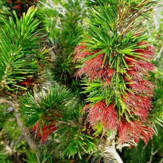 Natives 1-2m – Page 2 – Trigg Plants