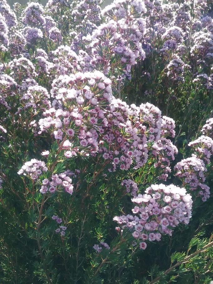 Chamelaucium Eric John in 50mm Forestry Tube – Trigg Plants
