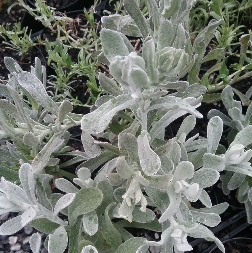 Chrysocephalum apiculatum in 50mm Forestry Tube – Trigg Plants