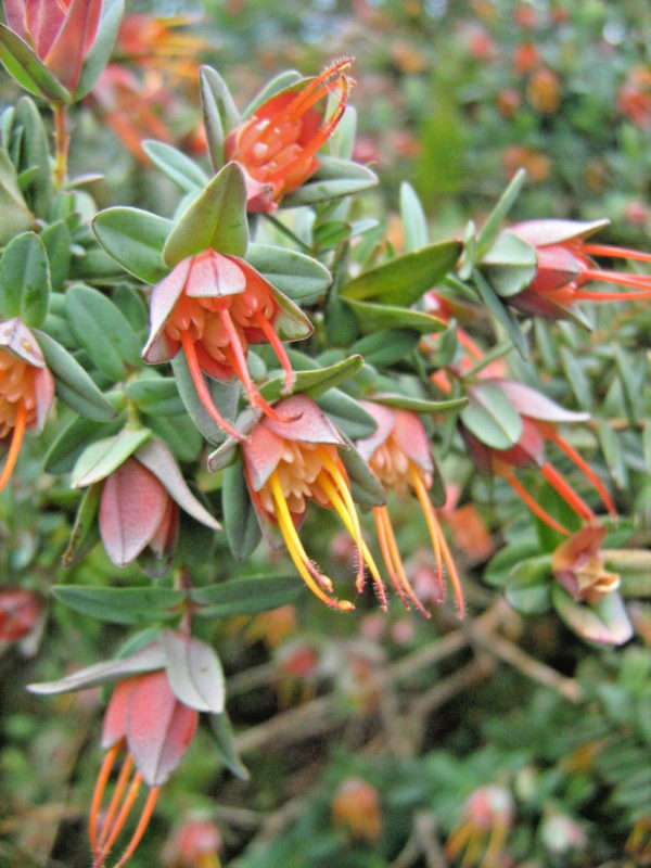 Darwinia citriodora prostrate form in 50mm Forestry Tube – Trigg Plants