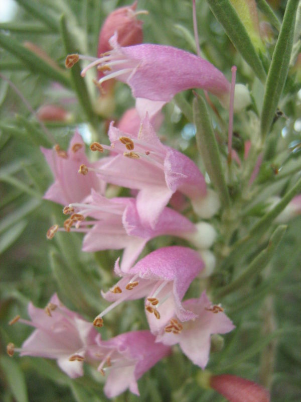 Eremophila racemosa Fairy Floss (Emu Bush) in 50mm Forestry Tube ...