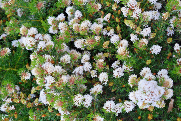 Grevillea crithmifolia prostrate in 50mm Forestry Tube – Trigg Plants