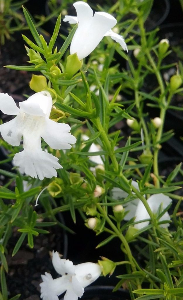 Hemiandra pungens prostrate form white in 75mm supergro tube – Trigg Plants