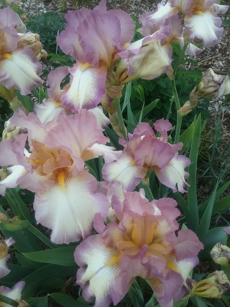 Tall Bearded Iris BLUEBIRD WINE (bare rooted rhizome) – Trigg Plants