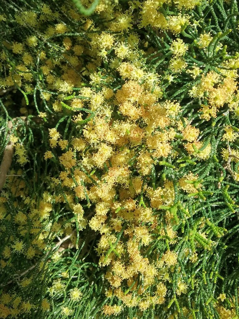 Melaleuca micromera in 50mm Forestry Tube – Trigg Plants