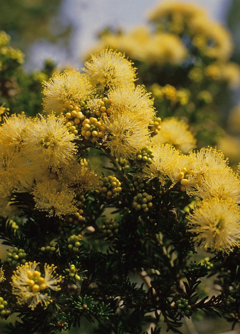 Melaleuca pentagona var pentagona in 68mm Super Tube – Trigg Plants