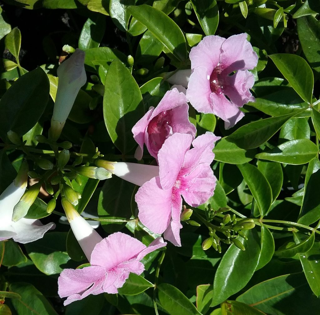 Pandorea Pink Magic in 75mm Supergro Tube – Trigg Plants