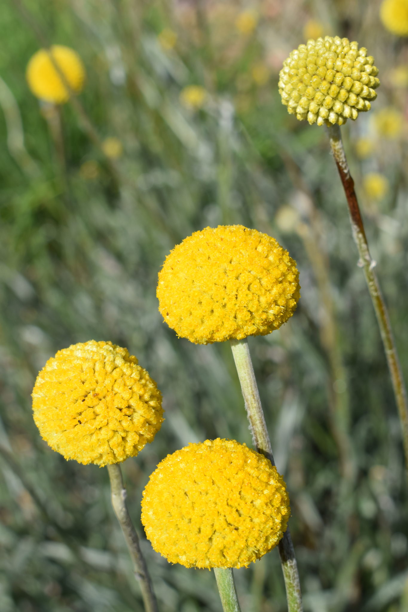 Pycnosorus globosus (Billy Button) in 125mm Pot – Trigg Plants