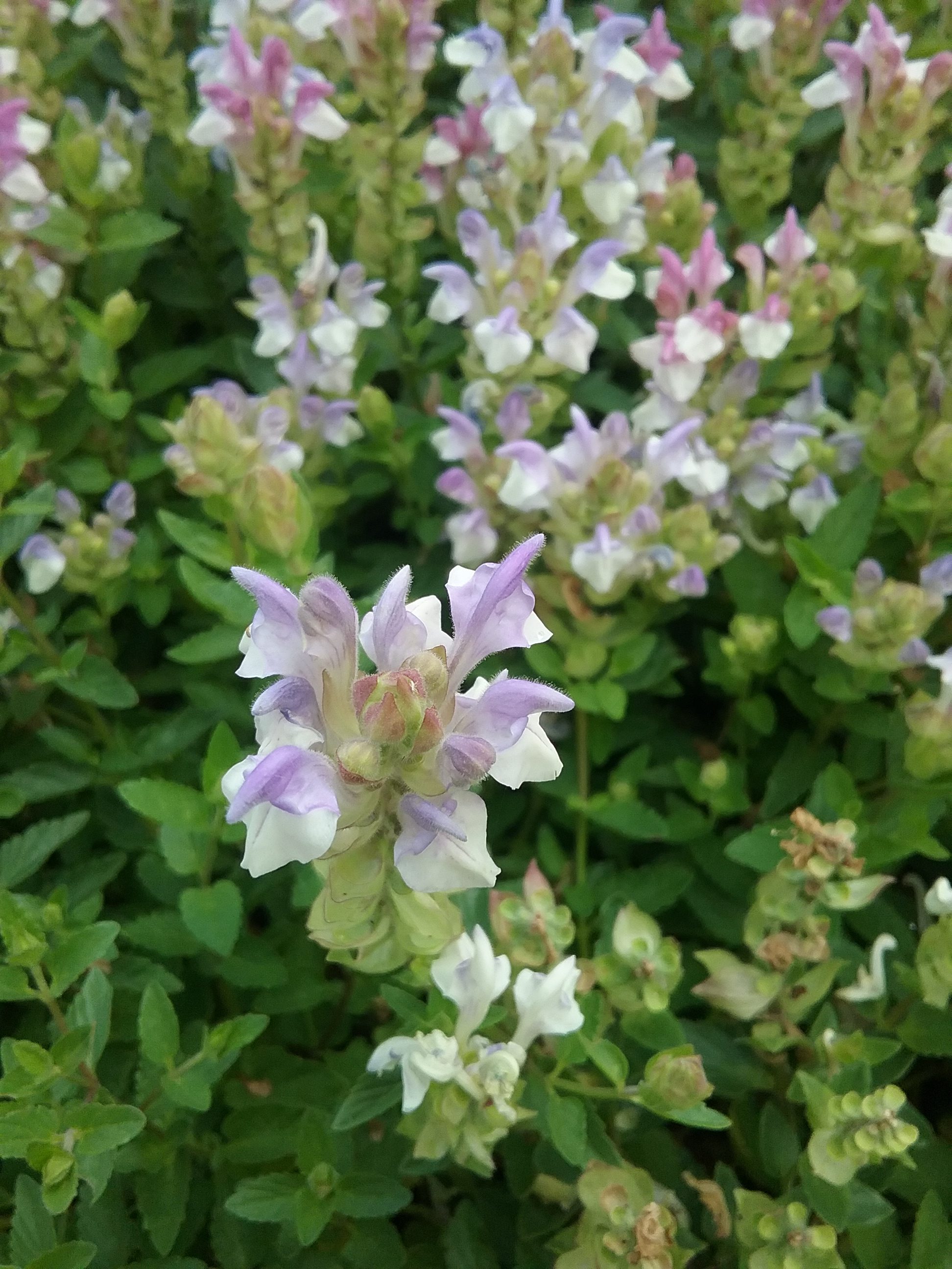 Scutellaria alpina in 50mm Forestry Tube – Trigg Plants