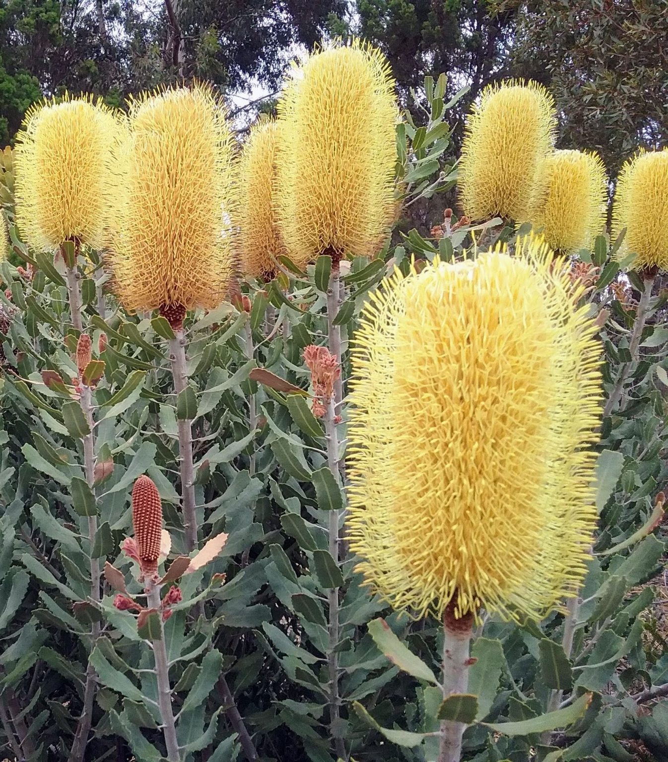 Banksia sceptrum dwarf form in 50mm Forestry Tube – Trigg Plants