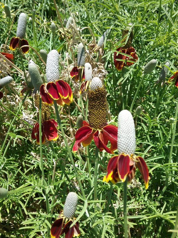 Ratibida columnifera in 50mm Forestry Tube – Trigg Plants