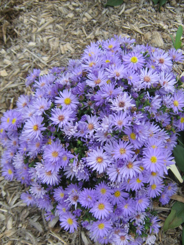 Aster Little Boy Blue (Easter Daisy) Bare Rooted – Trigg Plants