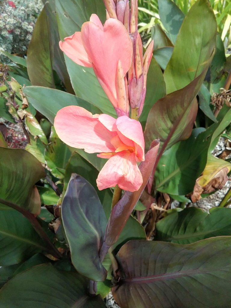 Canna lily Philip – Trigg Plants