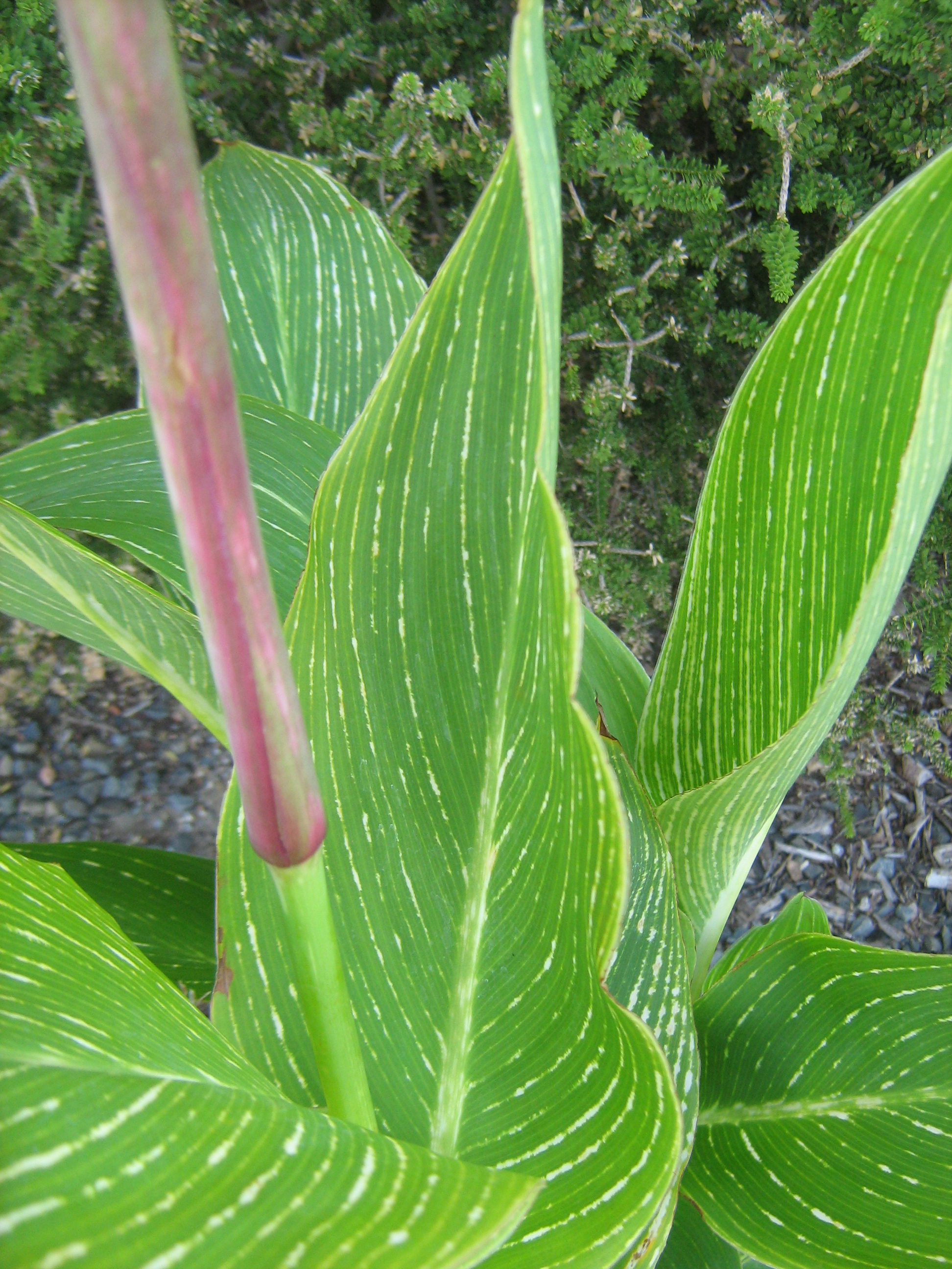 canna-lily-bangkok-bare-rooted-trigg-plants
