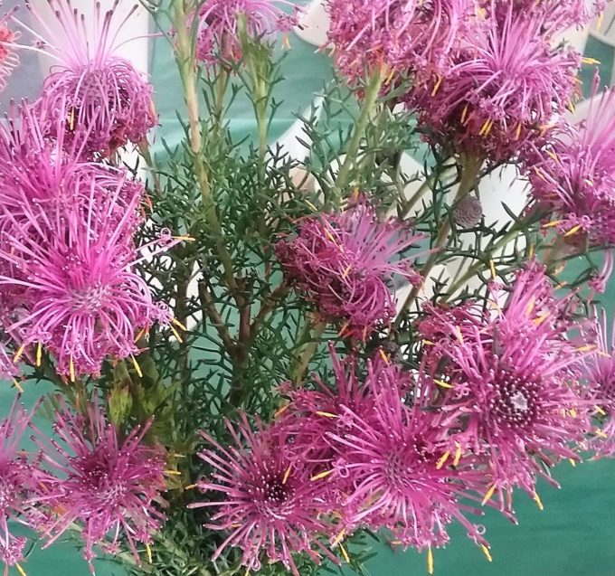 Isopogon formosus (coneflower) in 50mm Forestry Tube – Trigg Plants