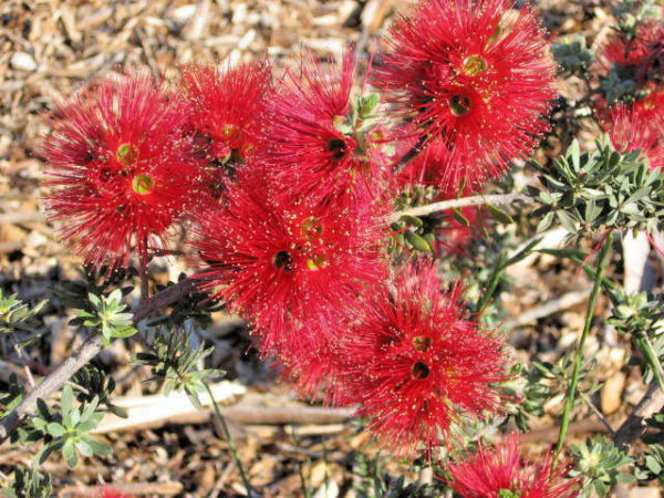 Kunzea baxteri compact in 50mm Forestry Tube – Trigg Plants