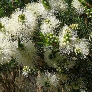 Melaleuca ericifolia in 50mm Forestry Tube – Trigg Plants
