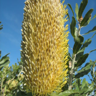 Banksia – Trigg Plants
