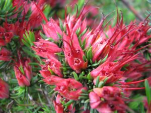 Darwinia grandiflora in 68mm Super Tube – Trigg Plants
