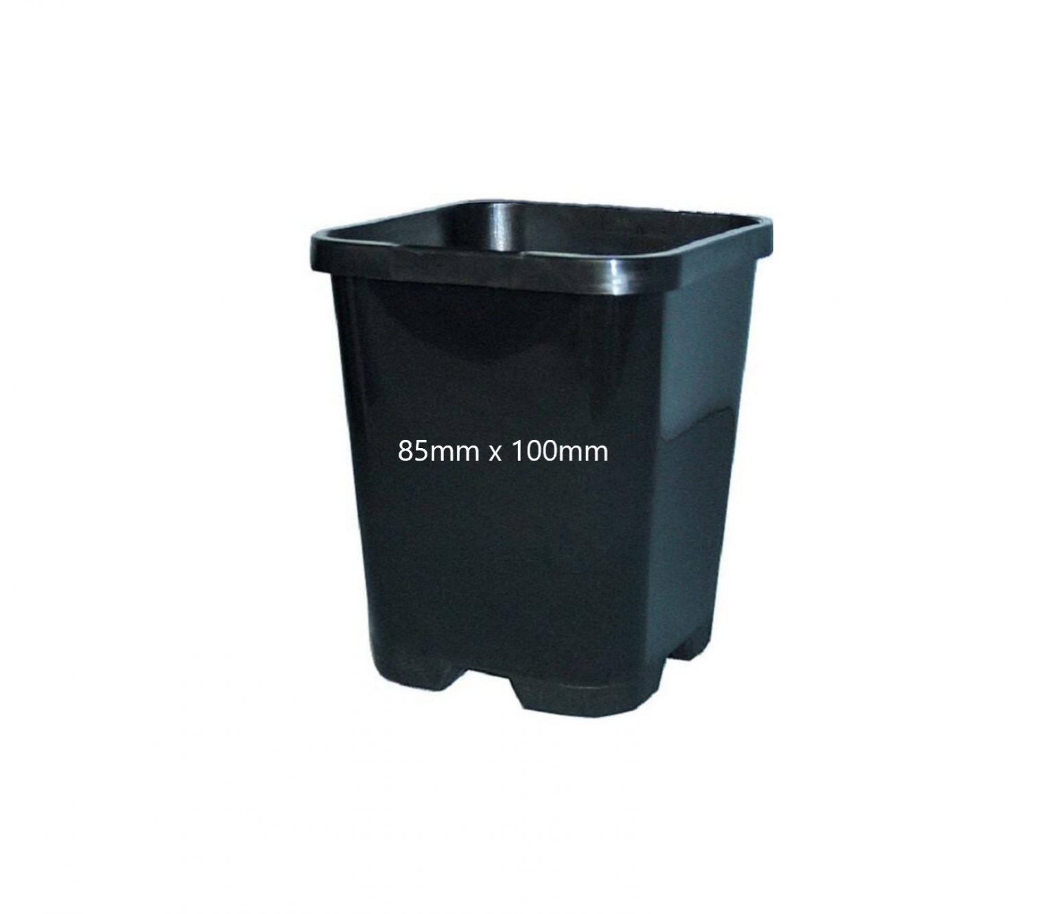 Bougainvillea Orange Glory in 75mm Supergro Tube – Trigg Plants