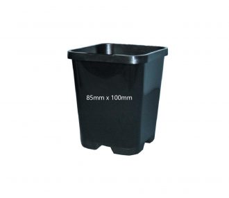 Hibiscus Lemon Empress in 85mm Squat Pot – Trigg Plants