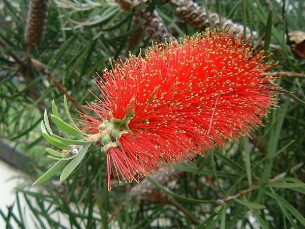 Callistemon rigidus in 50mm Forestry Tube – Trigg Plants