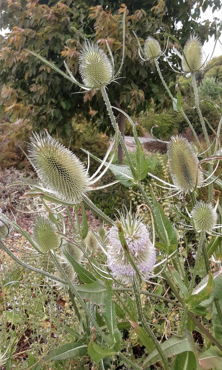 Dipsacus sativus in 50mm Forestry Tube – Trigg Plants
