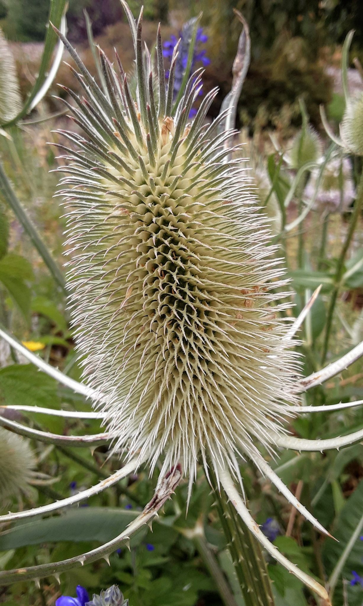 Dipsacus sativus in 50mm Forestry Tube – Trigg Plants