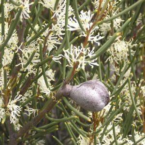 Hakea – Trigg Plants