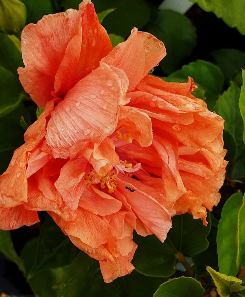 Hibiscus – Trigg Plants