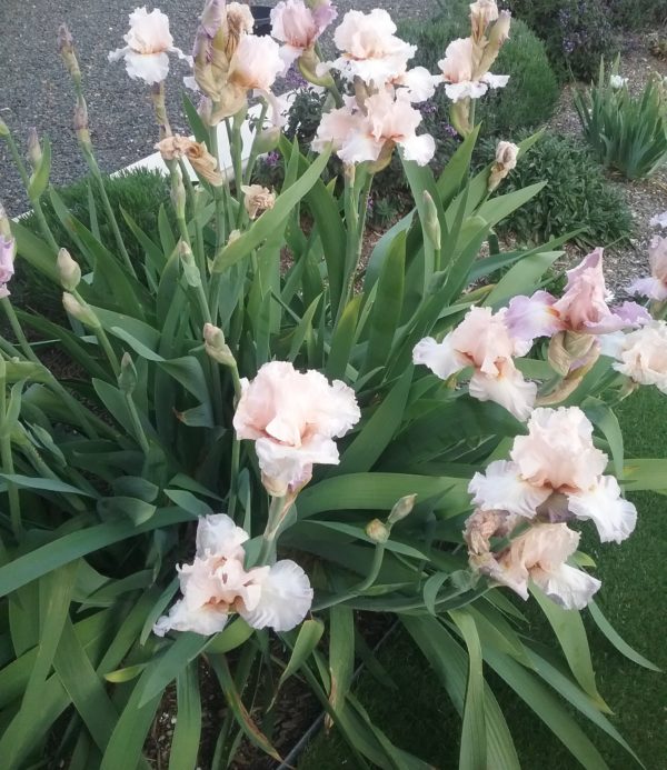 Tall Bearded Iris BERRY BLUSH (bare rooted rhizome) – Trigg Plants