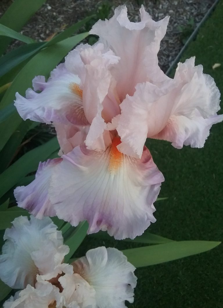 Tall Bearded Iris BERRY BLUSH (bare rooted rhizome) – Trigg Plants