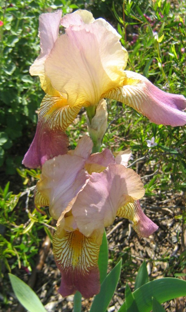 Tall Bearded Iris Magic Candle (bare rooted rhizome) – Trigg Plants