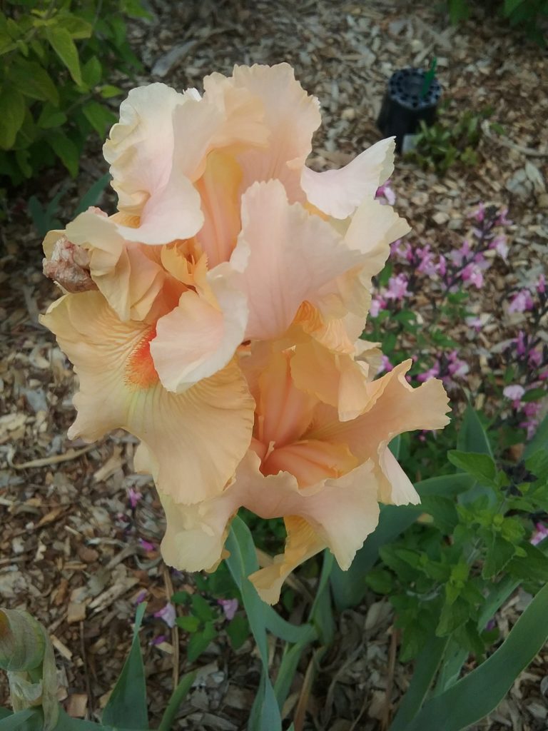 Tall Bearded Iris Shaft of Gold (bare rooted rhizome) – Trigg Plants