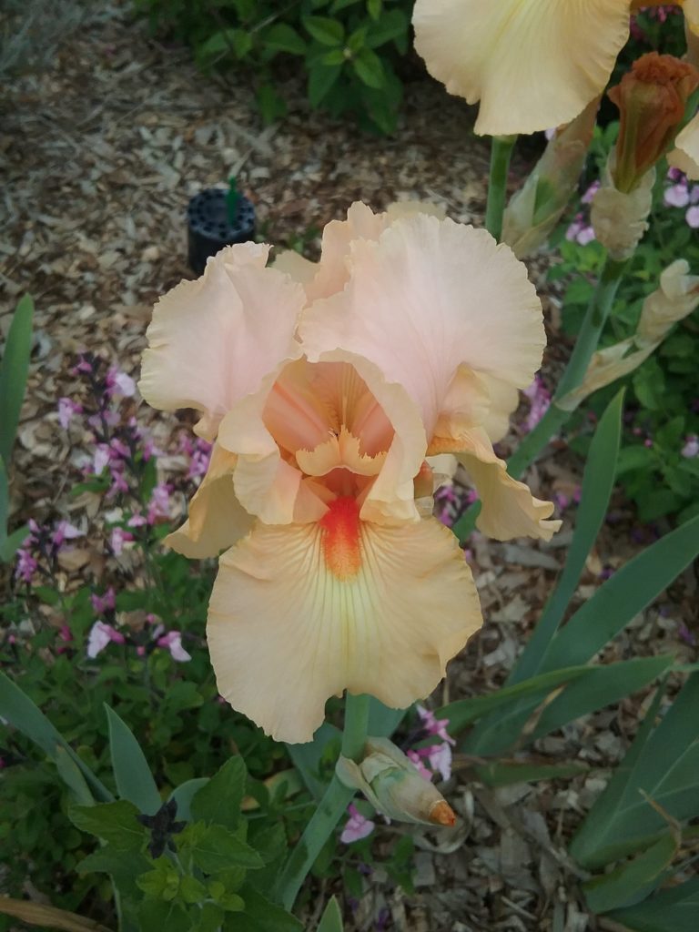 Tall Bearded Iris Shaft of Gold (bare rooted rhizome) – Trigg Plants