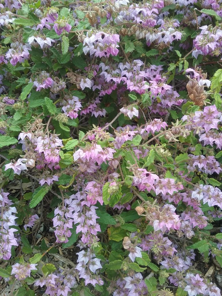 Thomasia purpurea in 50mm Forestry Tube – Trigg Plants