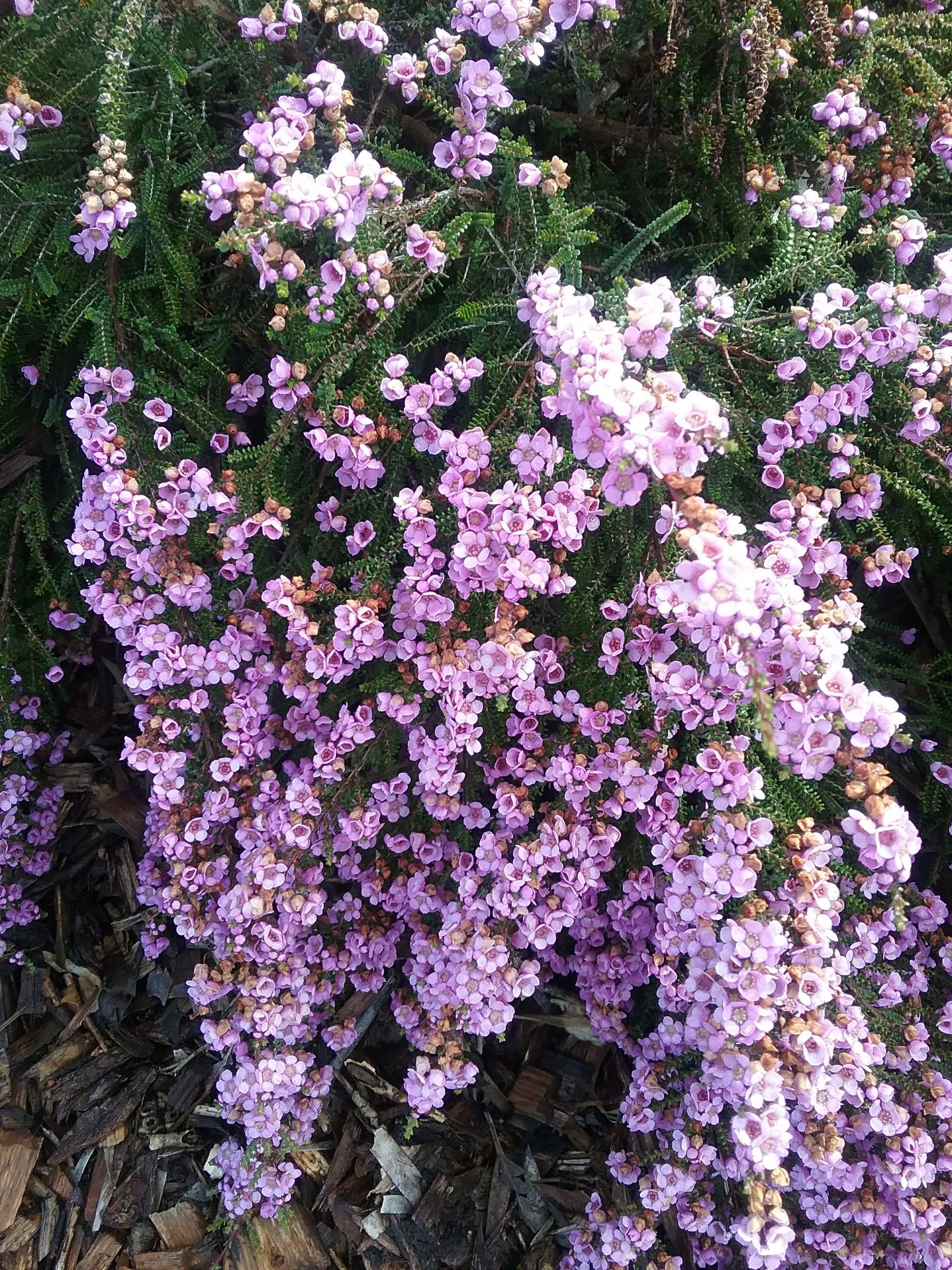 Thryptomene hyporhytis in 75mm Supergro Tube – Trigg Plants