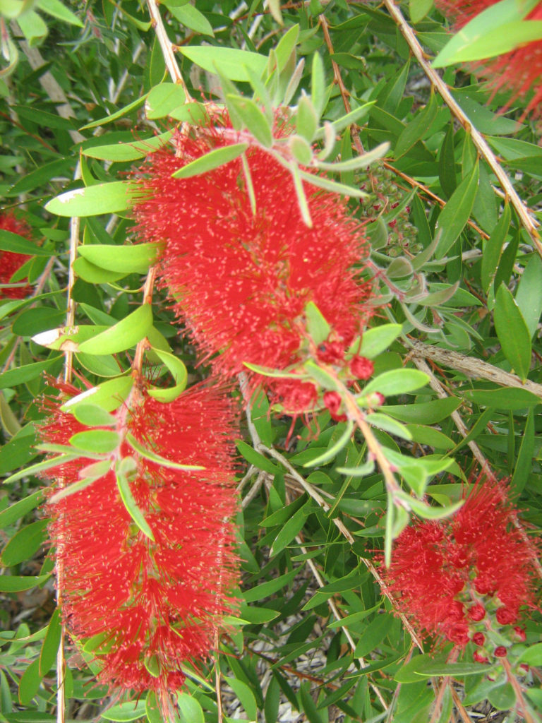 Callistemon – Trigg Plants