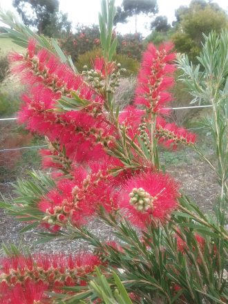 Callistemon viminalis Hannah Ray in 50mm Forestry Tube – Trigg Plants