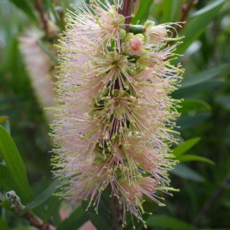 Callistemon – Trigg Plants